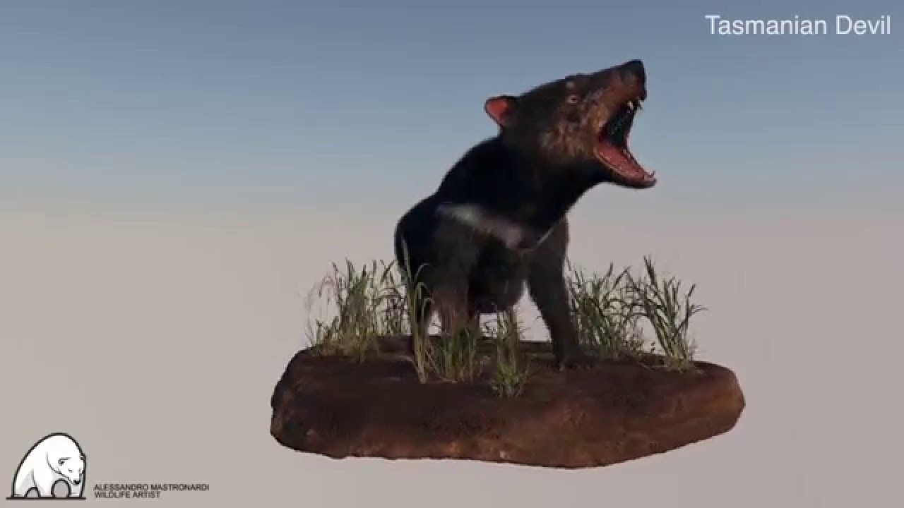 ArtStation - Tasmanian Devil turntable