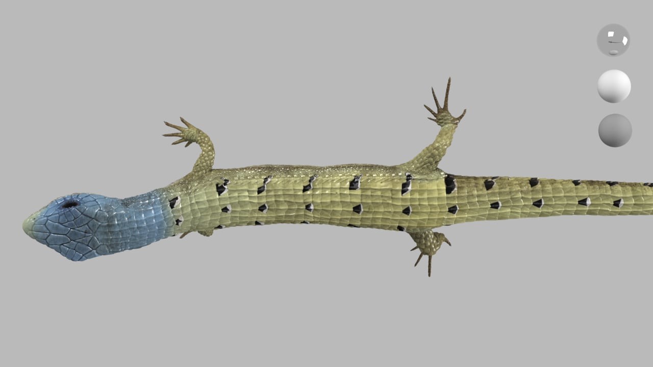 ArtStation - turn lookdev lizard