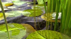 Craft Visuals - American Bullfrog