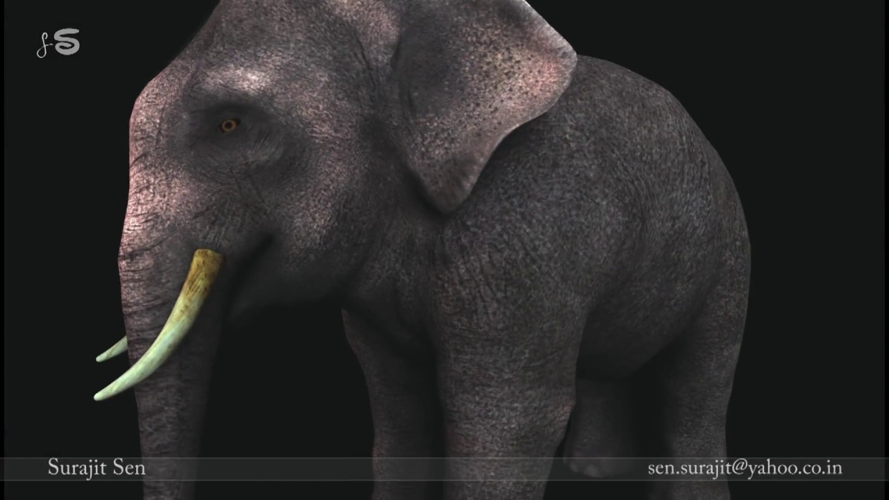ArtStation - CGI 3D Animal (Modeling-Sculpting-Texturing) Quick ...
