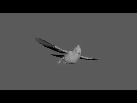 ArtStation - bird animation