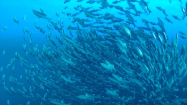 ArtStation - Fish Swarm