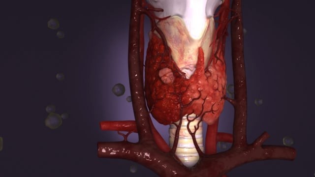 ArtStation - Medical Animation ( Thyroid)