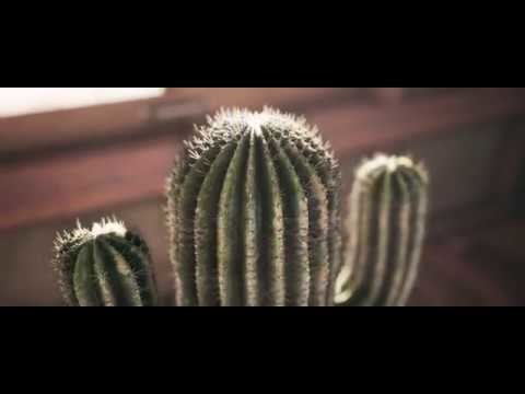 ArtStation - UE4 Cactus Shader/Mesh footage