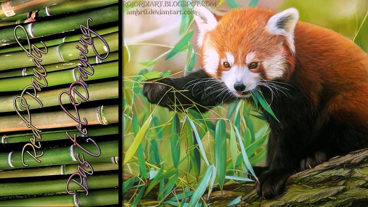 ArtStation - Red Panda + Video Drawing