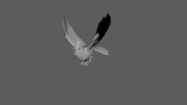 ArtStation - Bird Flight Cycle