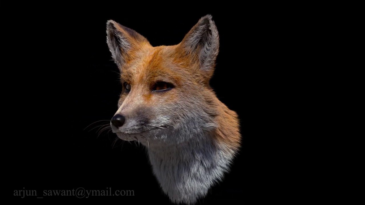ArtStation - Fox Head: XGEN Fur Grooming Study