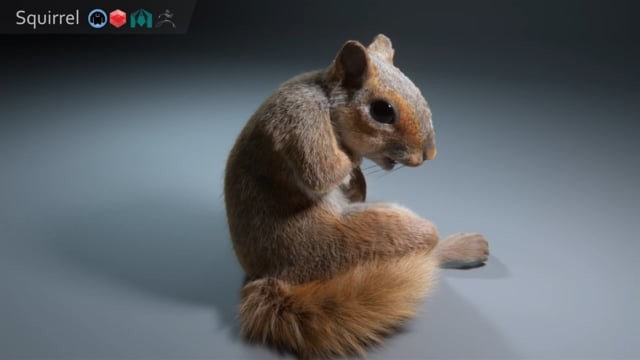 ArtStation - Squirrel