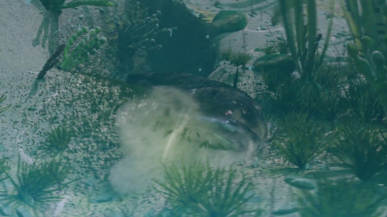 ArtStation - Underwater dangers (Blender 3D realistic animation)