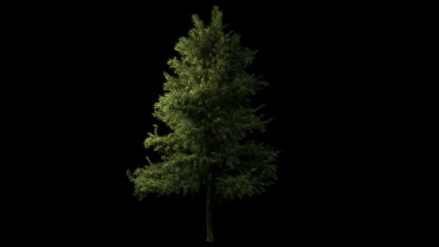 ArtStation - Tree study Speedtree