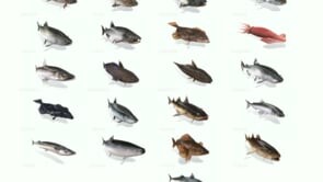 ArtStation - Fish animation and modeling