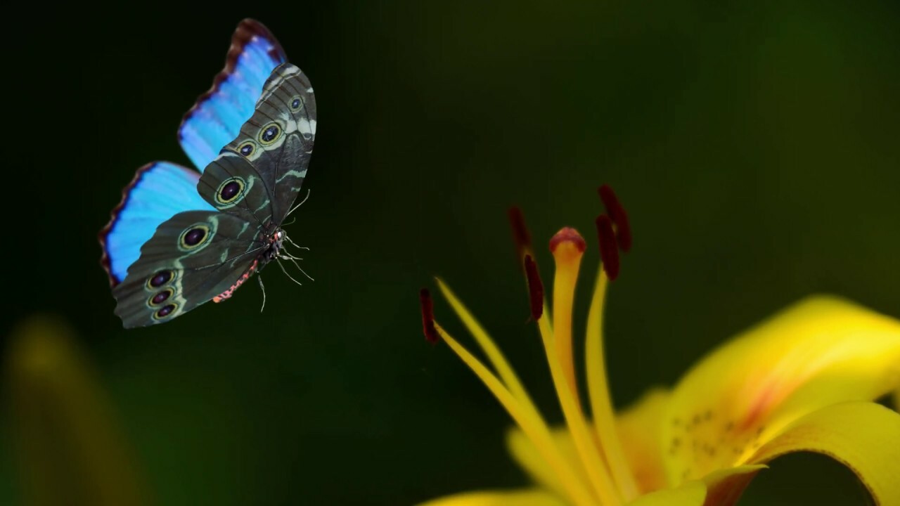 ArtStation - Blue butterfly slow motion