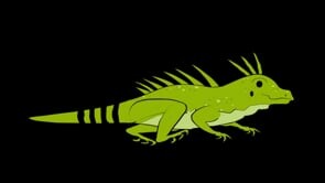 ArtStation - Iguana 2D Animation