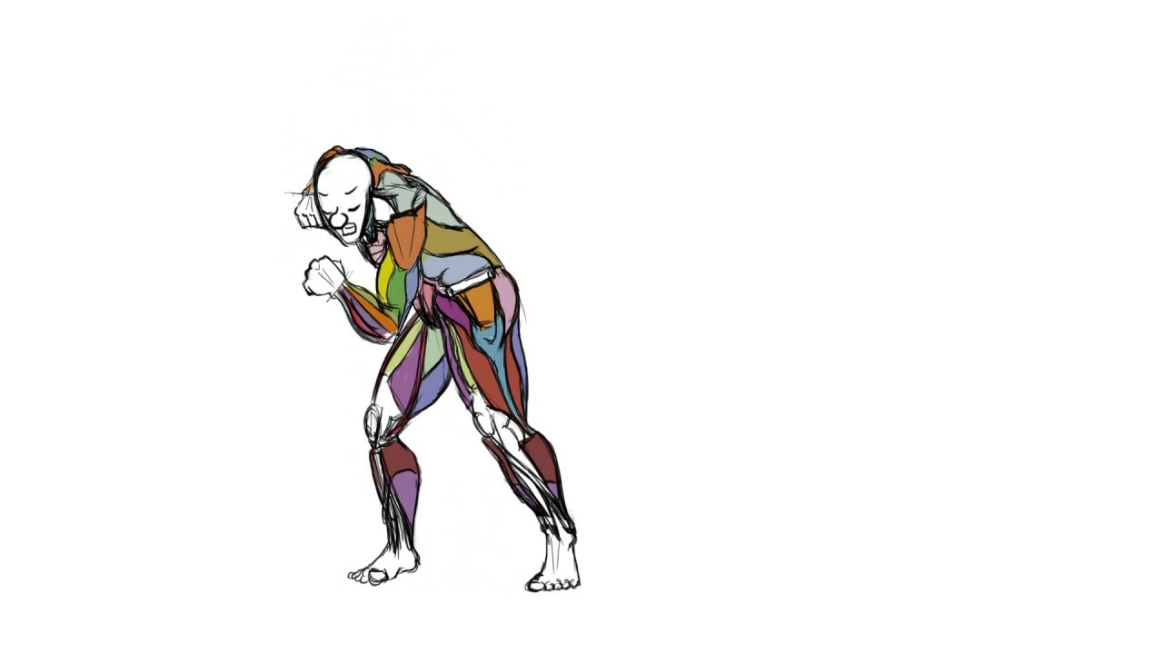 ArtStation - Anatomy Animation