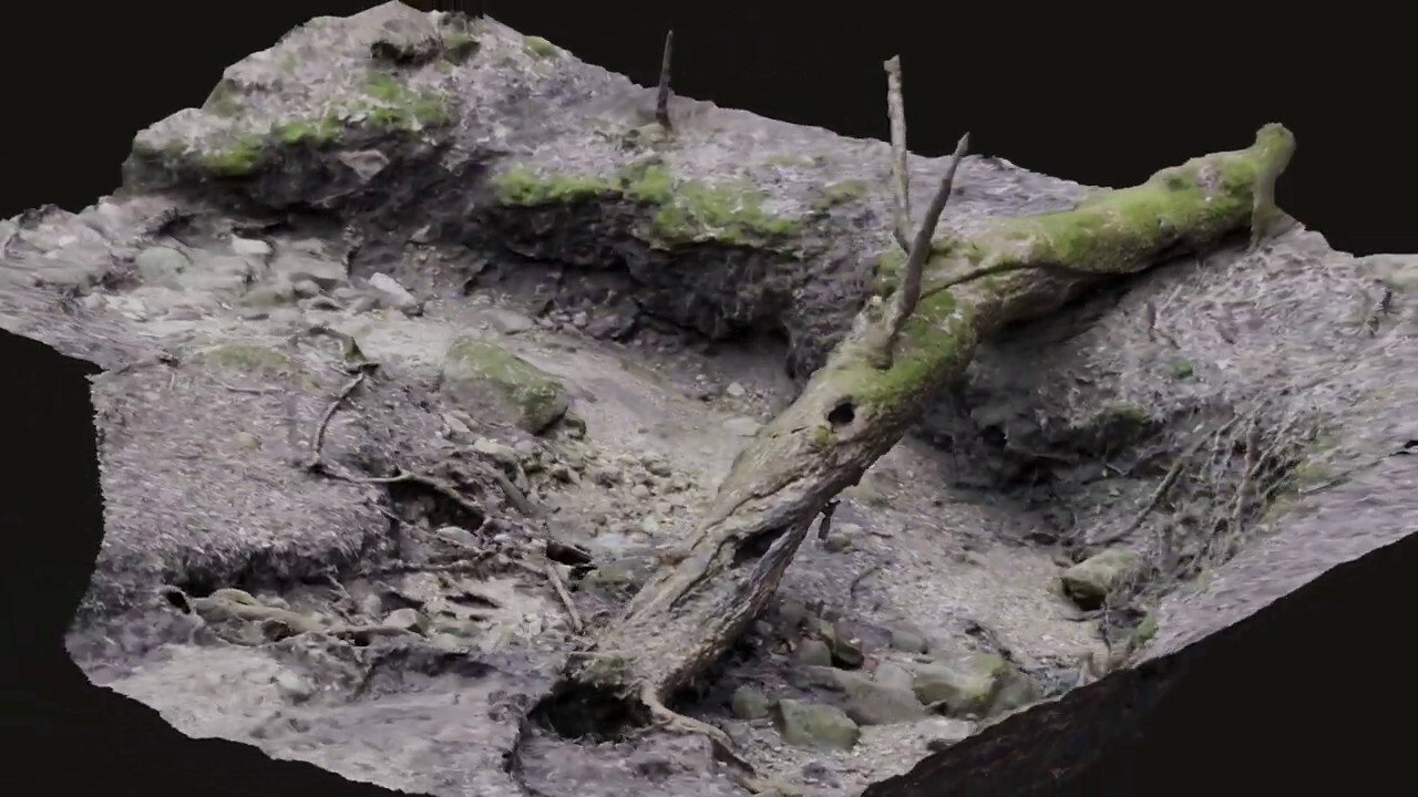 ArtStation - Fallen Tree 3D Scan