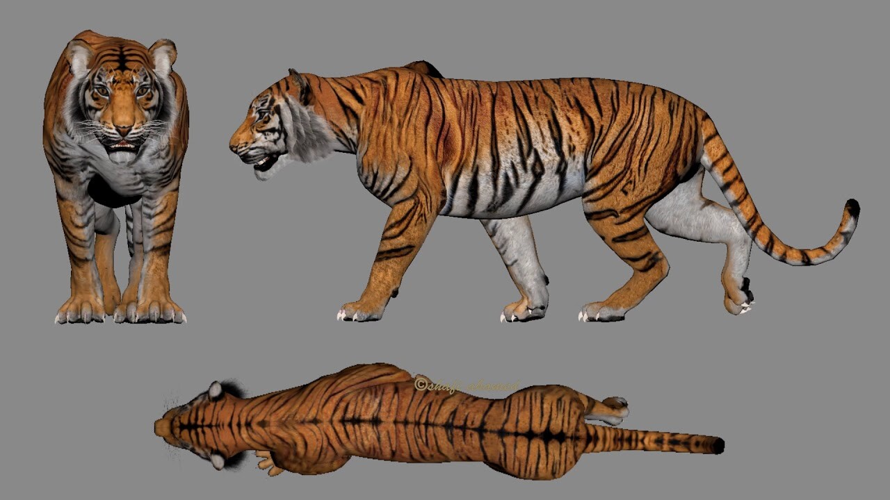 ArtStation - CG Tiger Walkcycle | Quadrup | Maya
