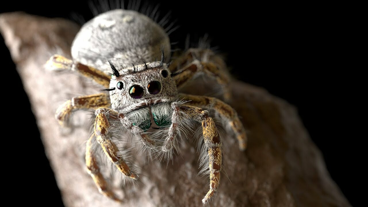 ArtStation - Jumping Spider Modelling Series Now Available on the ...