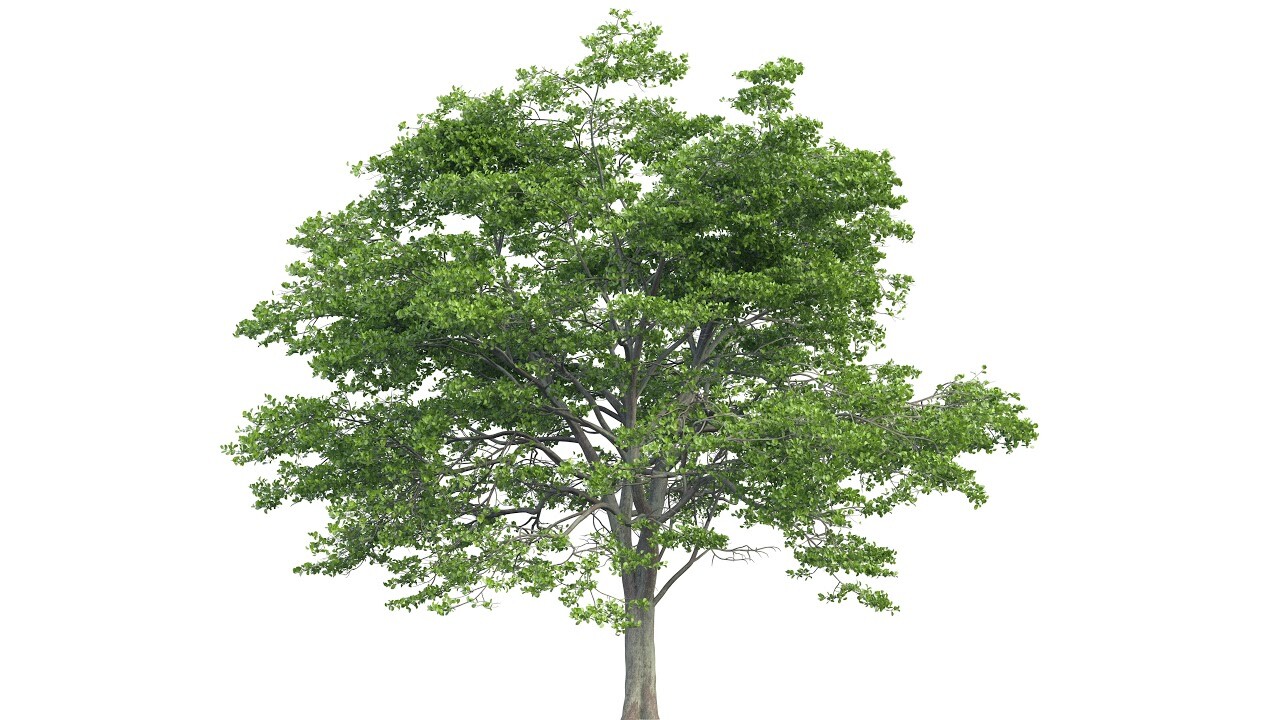 ArtStation - Big tree growth over time. 4KFull HD