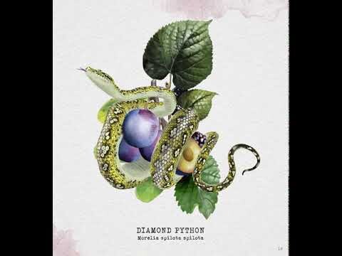 ArtStation - Diamond Python