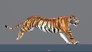 ArtStation - Tiger Run Animation