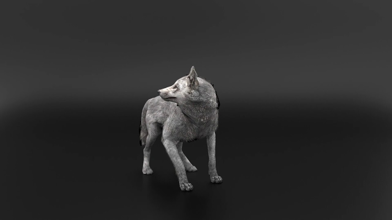 ArtStation - Wolf ANIMATION