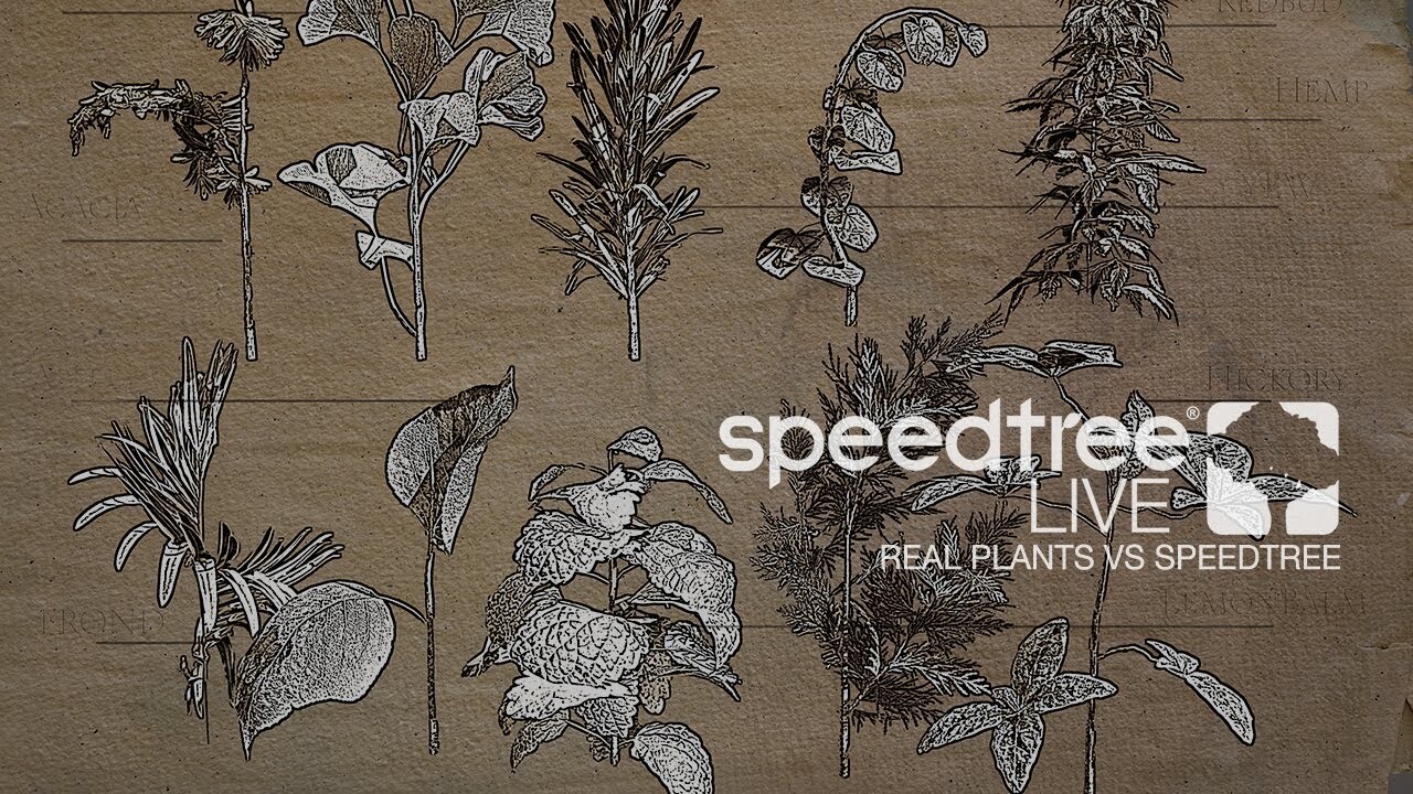 ArtStation - SpeedTree Live: Phyllotaxy and Setting up Leaves