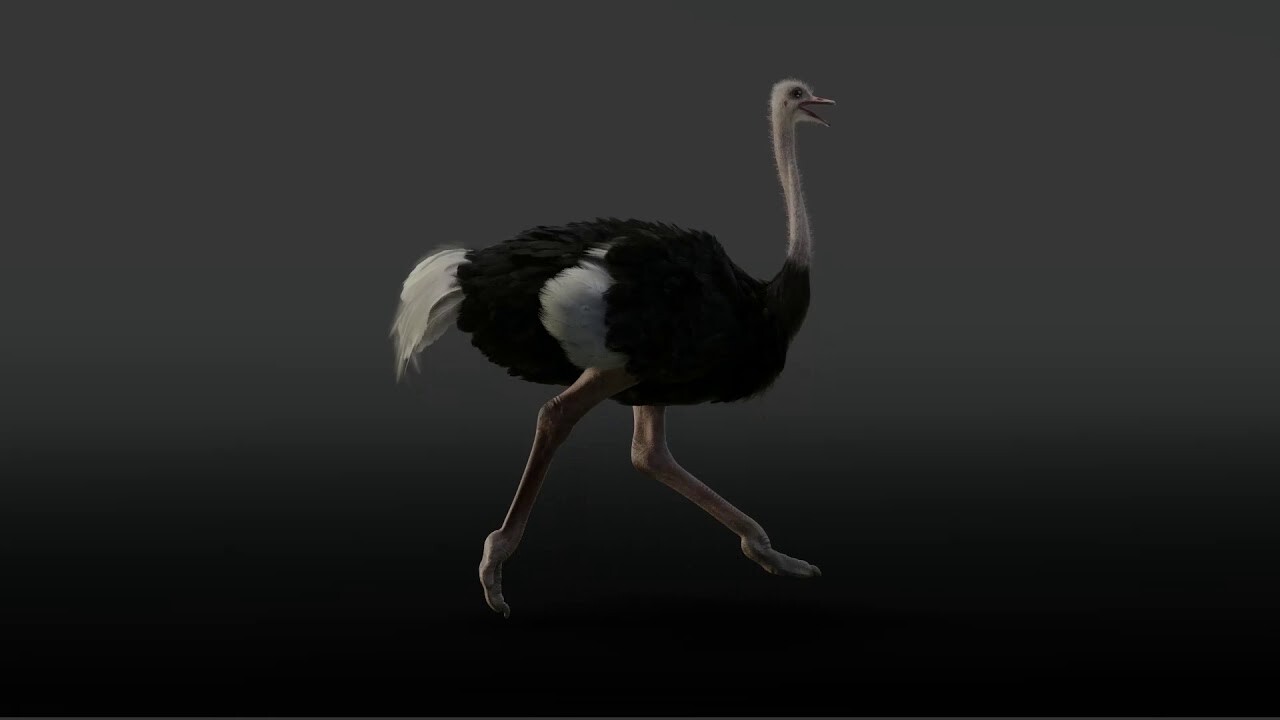 ArtStation - Ostrich