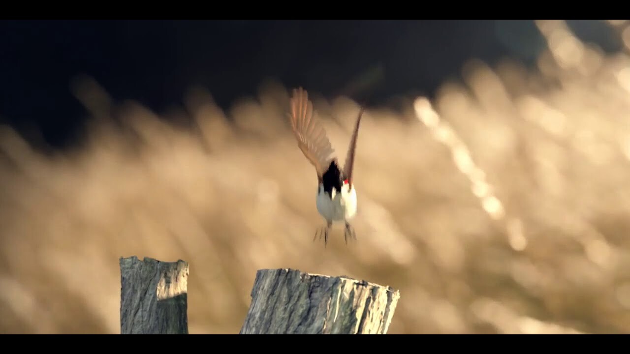 ArtStation - Creature Animation : Bird Animation