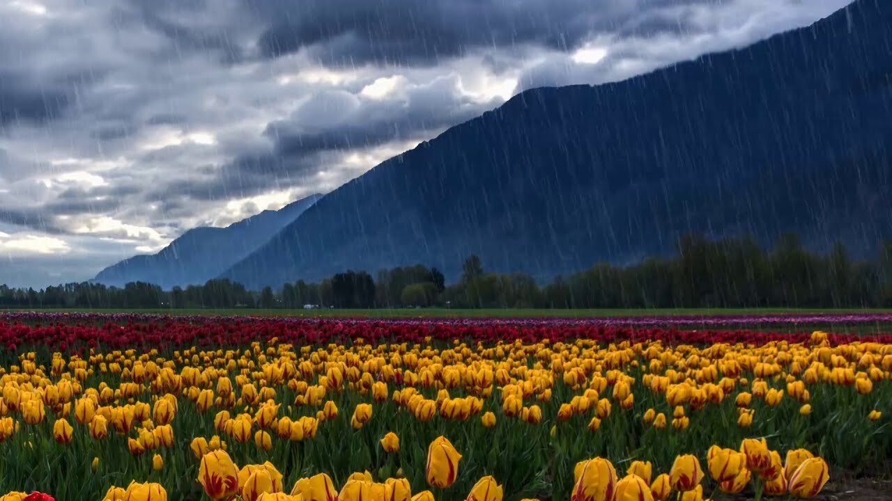 ArtStation - Image Converted Into Animation (Raining)