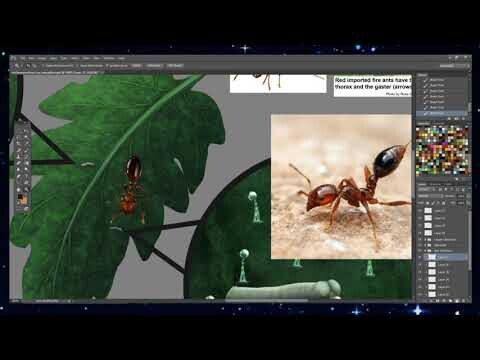 Annette Diaz - Ant Digital Painting