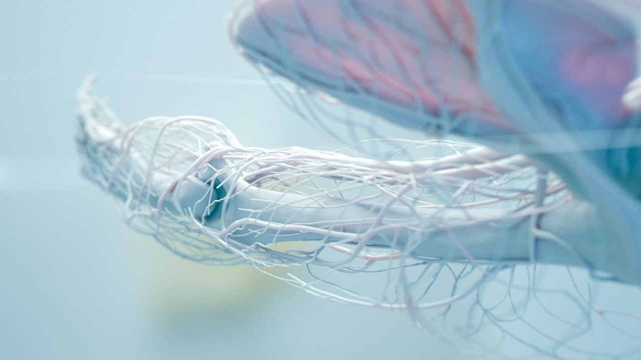 ArtStation - Anatomy of the Upper Limb Animation