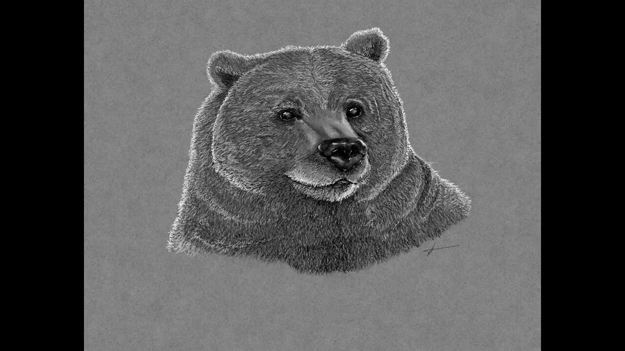 ArtStation - Drawing Bear