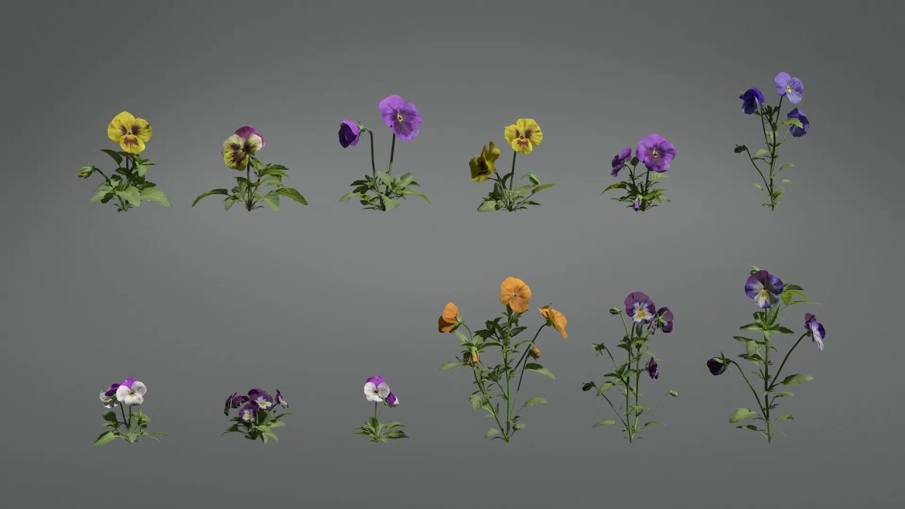 ArtStation - Pansy Flower