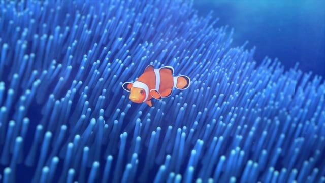 ArtStation - Fish in Anemone Advert - Professional Project