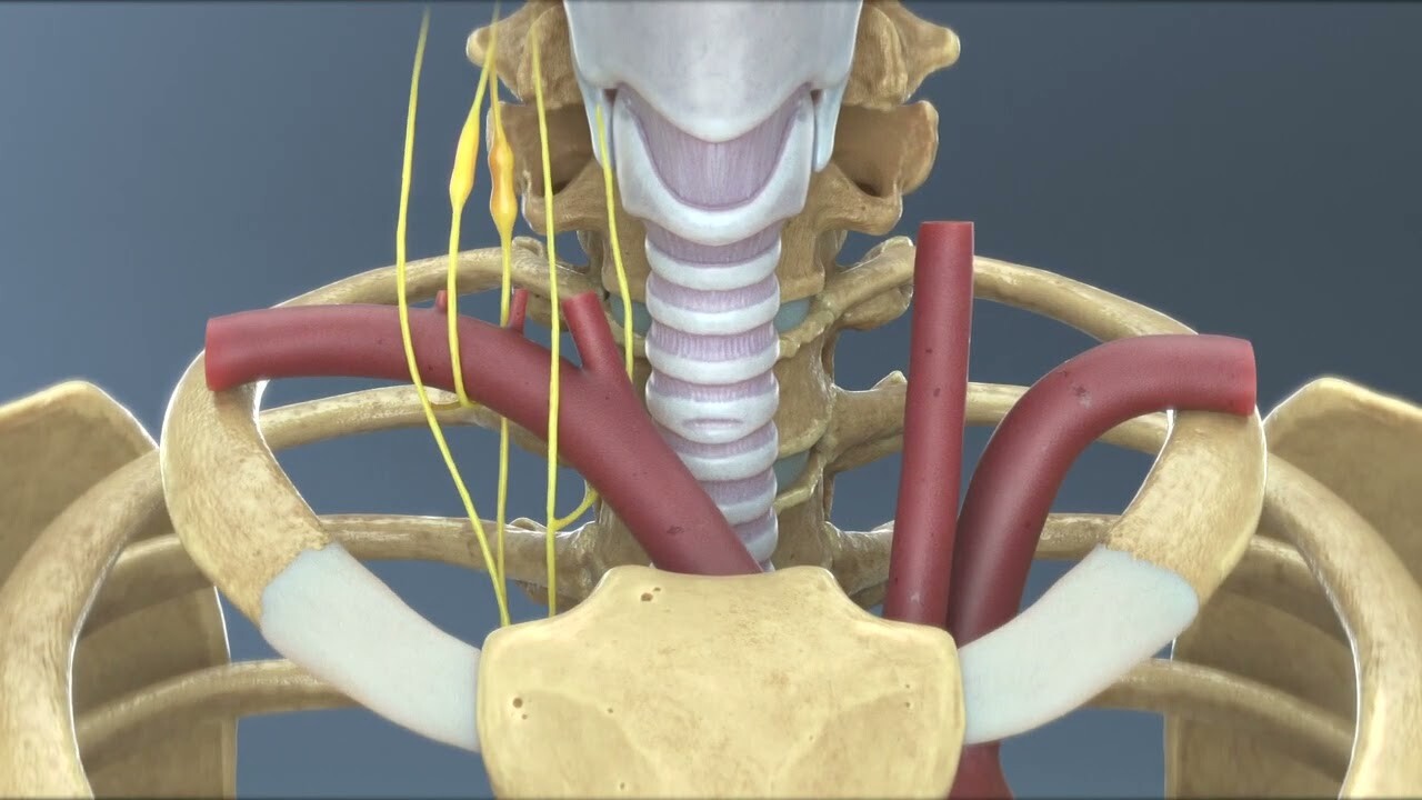 ArtStation - Phrenic-stellate anastomosis