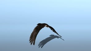 ArtStation - Hawk Fly