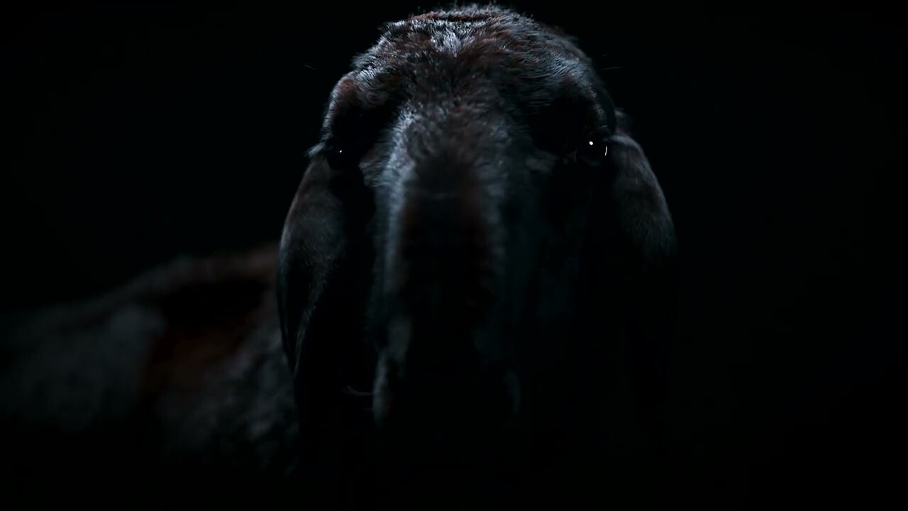 ArtStation - Cinematic Sheep Animation