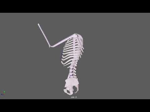 ArtStation - Skeleton Rig FK