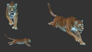 ArtStation - Animated Tiger Run Cycle Presetation