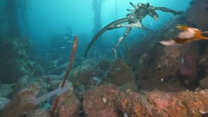 ArtStation - Saltwater Xenomorph