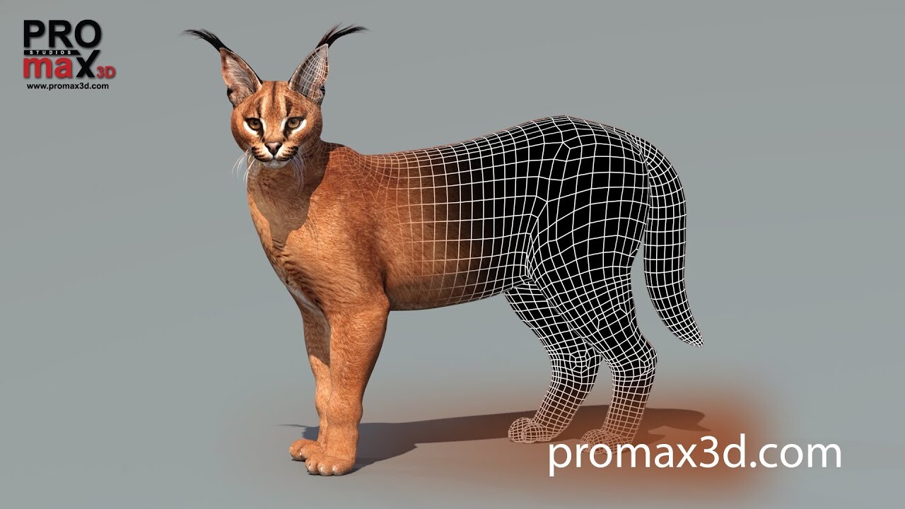 ArtStation - Rigged Caracal 3D Model: CGI 3D Model Showcase | PROmax3D
