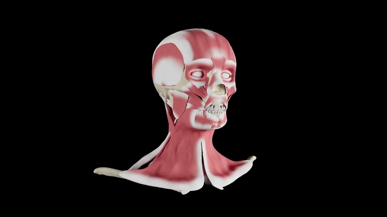 ArtStation - Skeleton, Muscle and Organ Asset Creation for Immersive Media