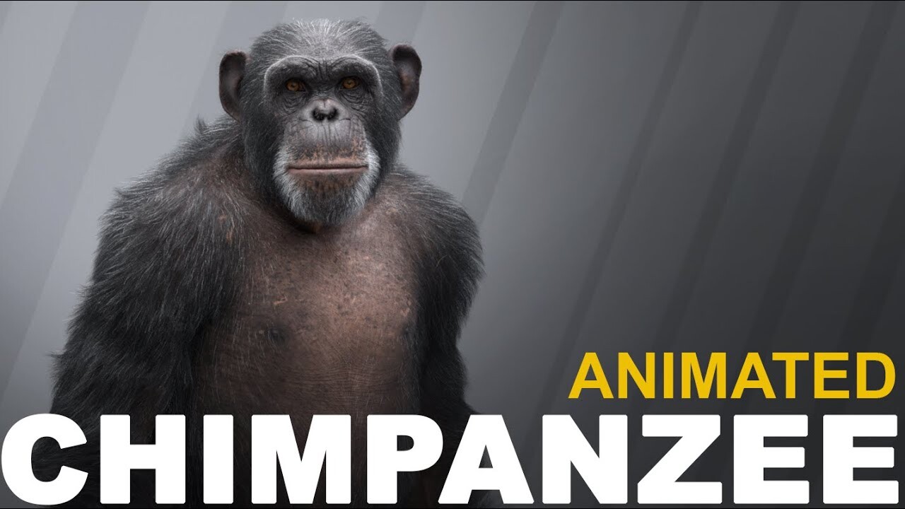 ArtStation - Chimpanzee Animations