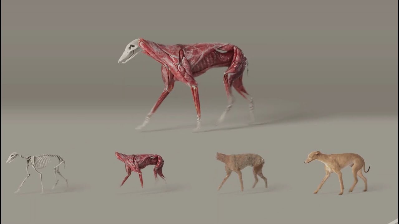 ArtStation - Greyhound Trot Ziva VFX