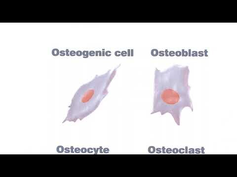 ArtStation - Osteo Cell Anatomy 3d models