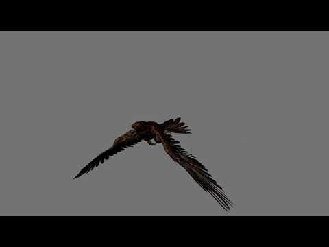 ArtStation - Eagle Cycle Animation