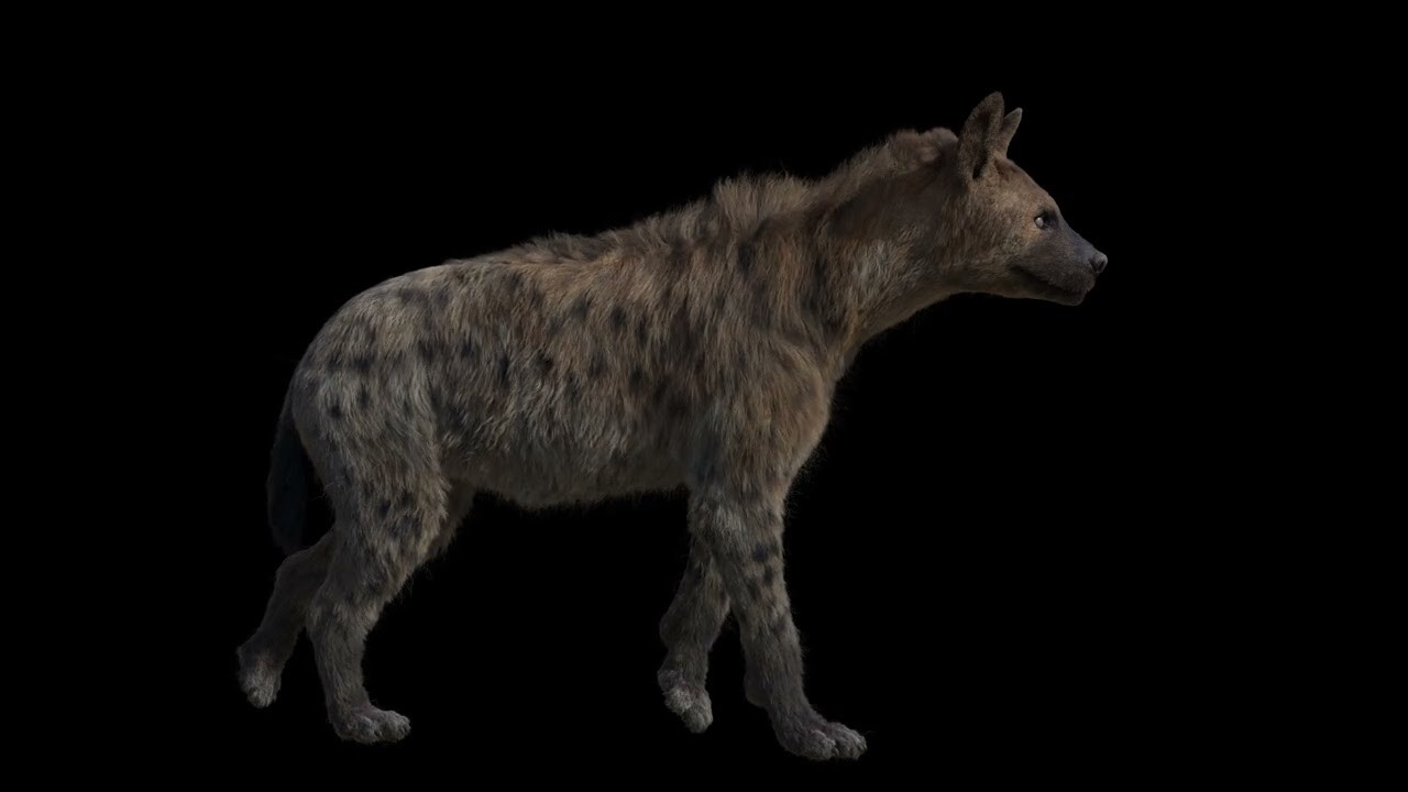 ArtStation - Hyena Grooming Vellum Simulation