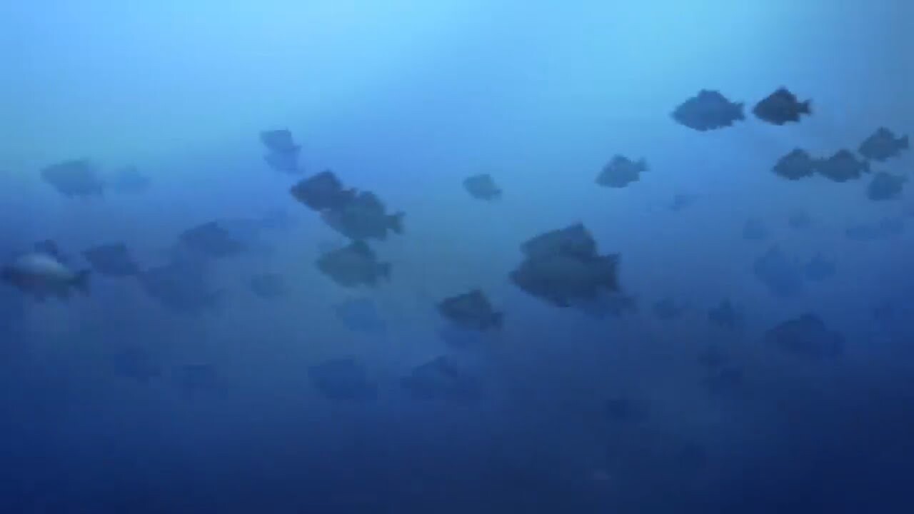 ArtStation - Animation of a school of fish