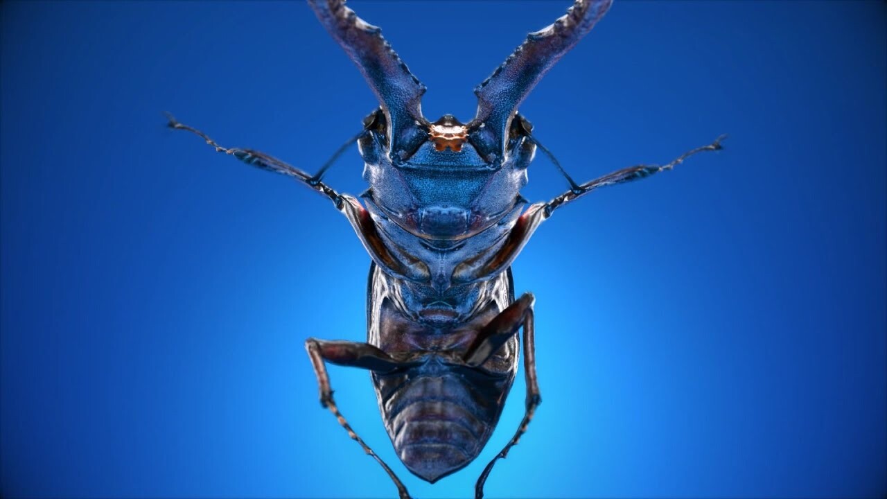 ArtStation - 3D animation. Dancing beetle
