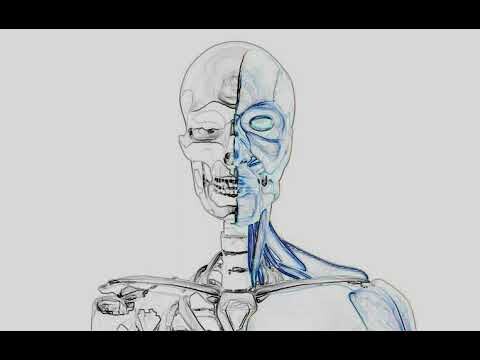 ArtStation - Anatomy Study